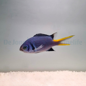 Chromis opercularis
