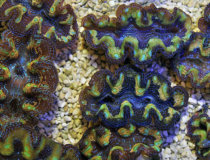 Tridacna Crocea