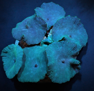 Discosoma spp. (Blue)