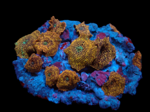 Discosoma spp. (Special Selected)