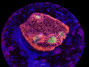 Echinophyllia sp. (JF Pink Boobies) (DJM frag) o 354