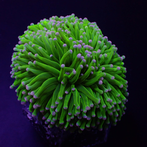 Euphyllia cristata (Super Ultra)