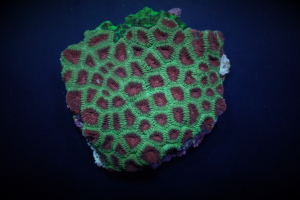 Favia spp. (Red)