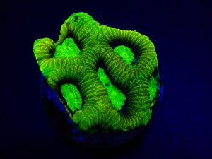 Favites complanata (frag)