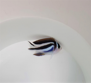 Genicanthus bellus (female)