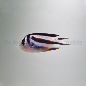 Genicanthus bellus (female)