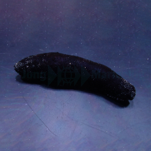 Holothuria (Halodeima) atra