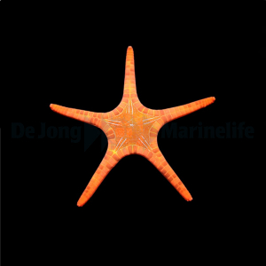 Iconaster longimanus