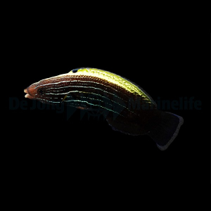 Labropsis xanthonota