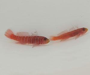 Lythrypnus zebra (Temperate water)