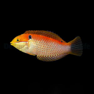 Macropharyngodon vivienae