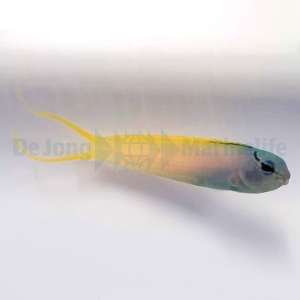 Meiacanthus atrodorsalis