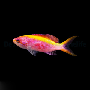 Mirolabrichthys tuka (female)