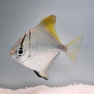 Monodactylus argenteus