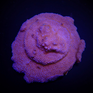Montipora spp. (Encrusting) (Red polyp)