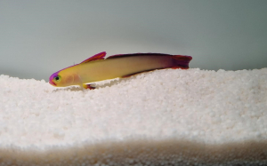 Nemateleotris exquisita