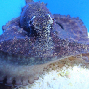 Octopus spp.