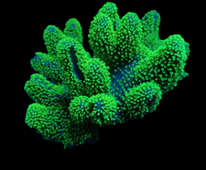 Lobophytum spp. (Fluor Green)
