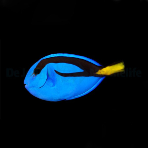 Paracanthurus hepatus - T.R.