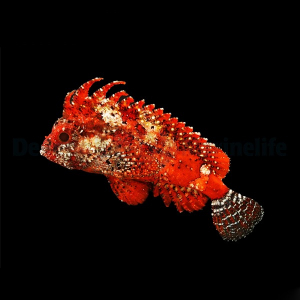 Paracentropogon zonatus