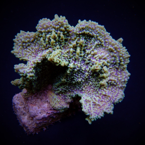Montipora danae (Colored polyp)