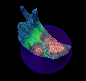 Pectinia spp. (Orange Center) (frag)