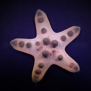 Protoreaster nodosus
