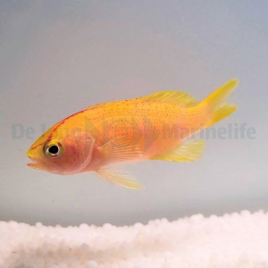 Pyronotanthias parvirostris (female)