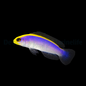 sunrise dottyback size