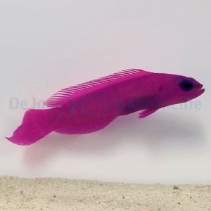 Pseudochromis fridmani