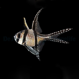 Pterapogon kauderni - DJM Bred