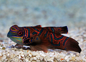 Pterosynchiropus splendidus (Red)