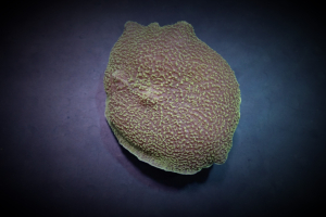 Platyzoanthus mussoides