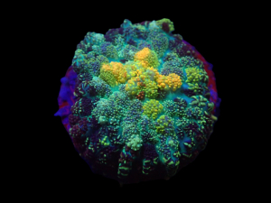 Rhodactis spp. (Grade A) (1 ear)
