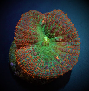 Rhodactis spp. (Orange) (1 ear)