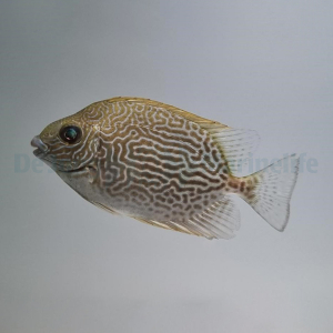 Siganus vermiculatus