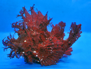 Rhinopias frondosa (Red)
