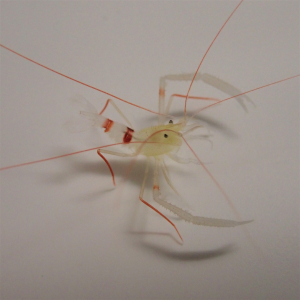 Stenopus zanzibaricus