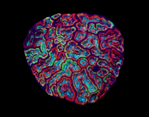 Symphyllia (Australophyllia) wilsoni (Ultra)