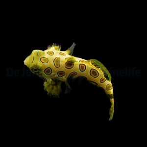Pterosynchiropus picturatus - DJM Bred