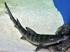 Triakis scyllium (Temperate water)