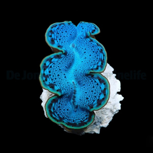 Tridacna maxima (Blue)