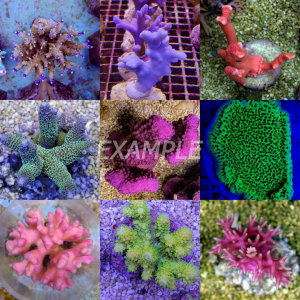 Coral pack - Mix SPS corals (Premium)