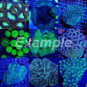 Coral pack - Mix LPS corals Common
