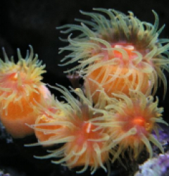Dendrophylliidae - Dendrophylliidae - LPS Corals