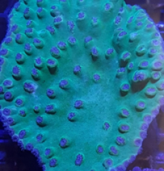 Dendrophylliidae - Dendrophylliidae - LPS Corals