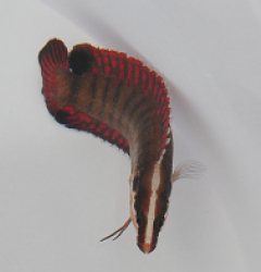 Basslets - Basslets - Marine Fish