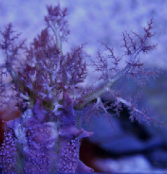 Sea cucumbers & Sea Pens - Sea cucumbers & Sea Pens - Inverts