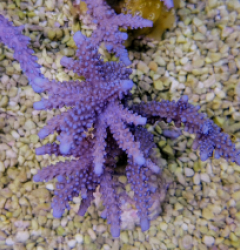 SPS Corals