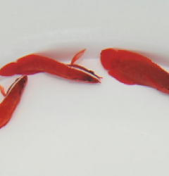 Groupers - Groupers - Marine Fish